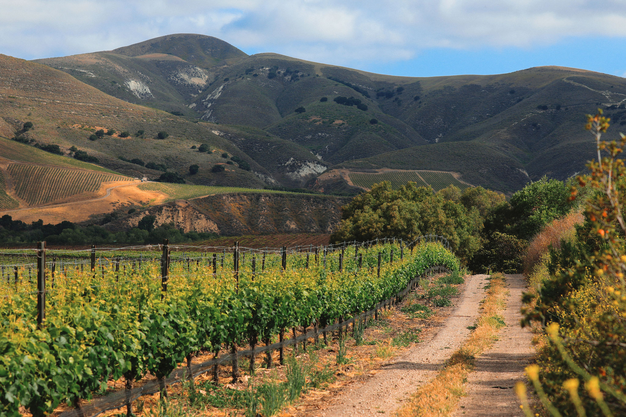 Sanford Winery: A Slice of Heaven in the Santa Rita Hills | Beyondish