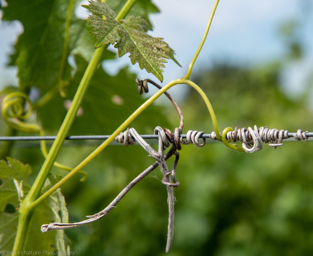 In Walla Walla, Wine and Food Are Intertwined | Beyondish