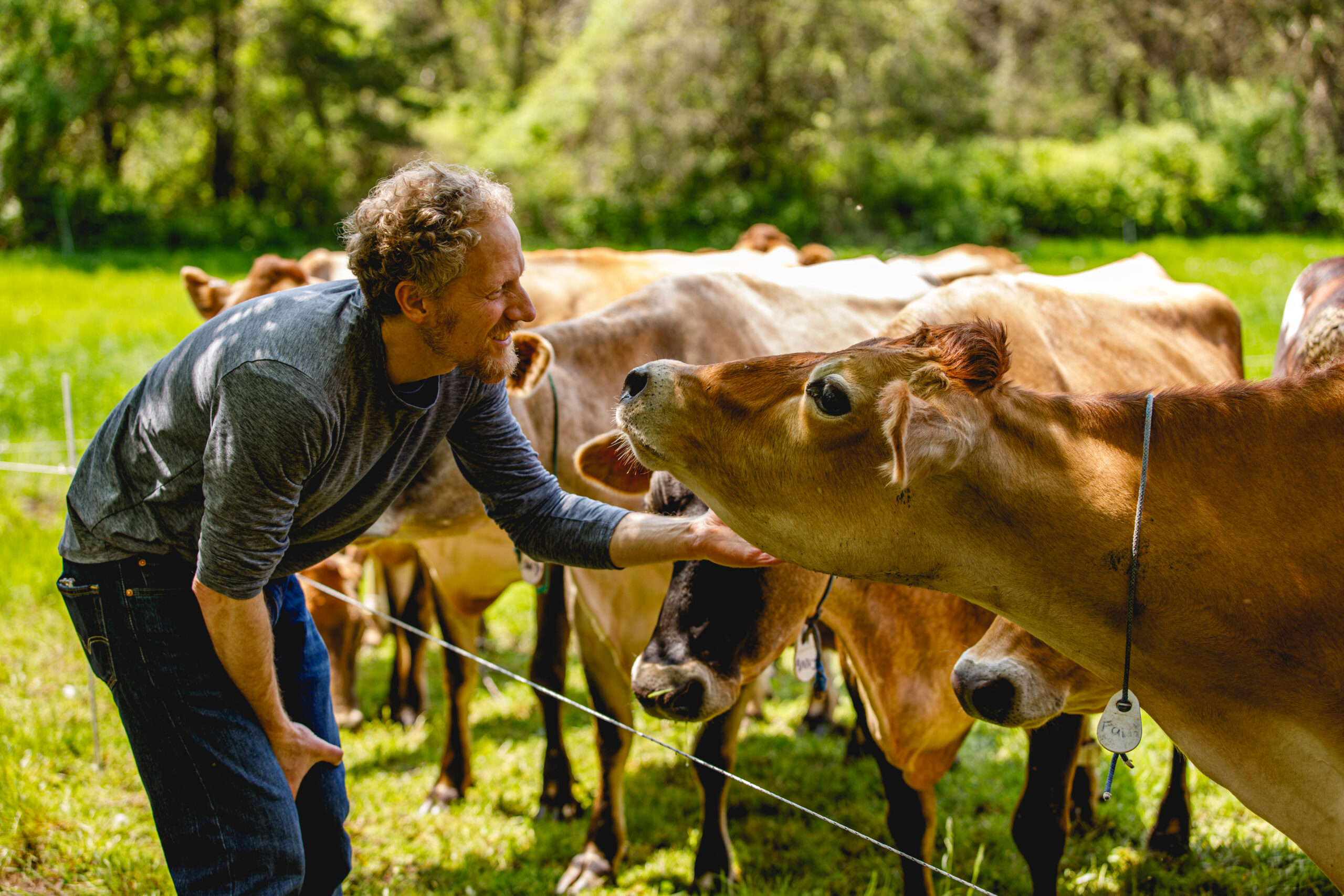 Happy Cows Make for Tasty Cheese | Beyondish